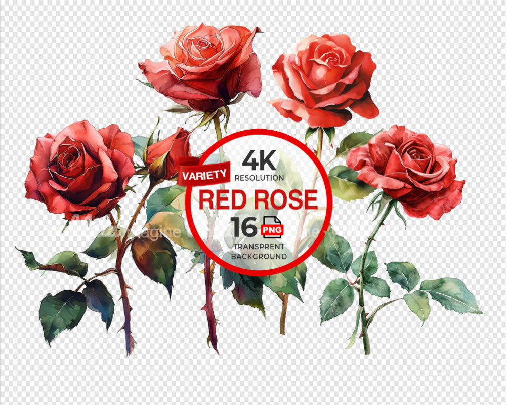 Red Rose Variety Set Watercolor – XY ELEMENT