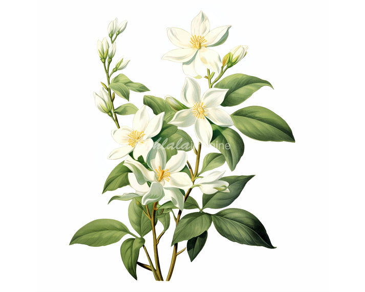 Jasmine Flowers Digital Watercolor PNG & JPG – XY ELEMENT