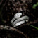 Snake Wrap Ring – XY ELEMENT